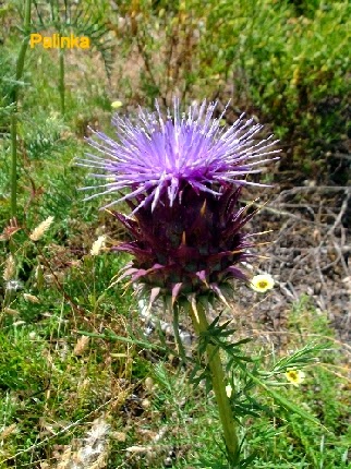 En Busca del Hada Azul: La Flor del cardo