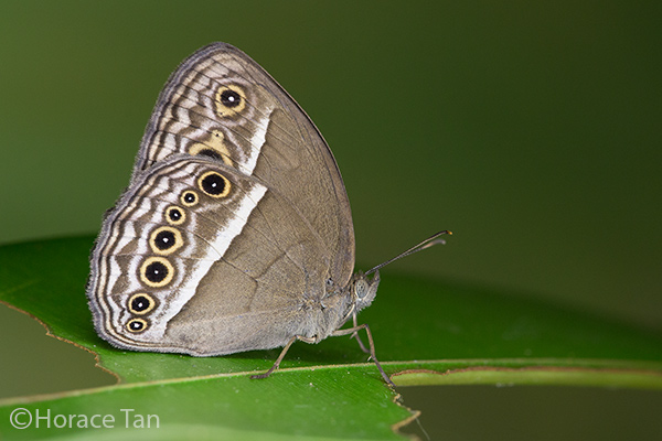 Butterflies of Singapore: Life History of the Long Brand Bush Brown