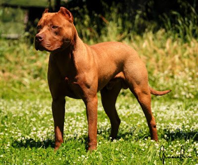 Blog Interessante: Raça Pitbull (cão) - Melhores fotos imagens - Pit ...