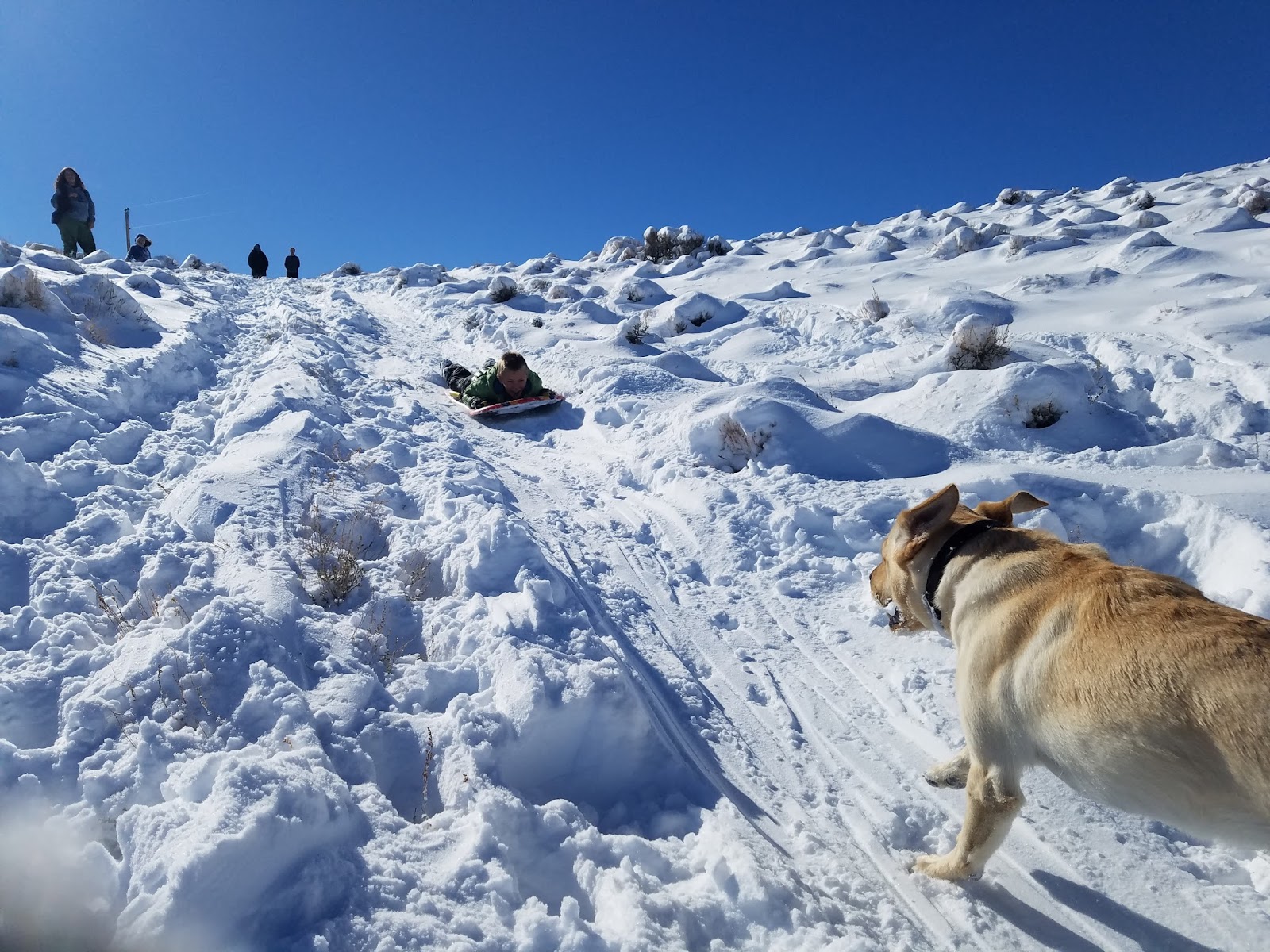 Desert Survivor: Sledding and Skiing after the Storm