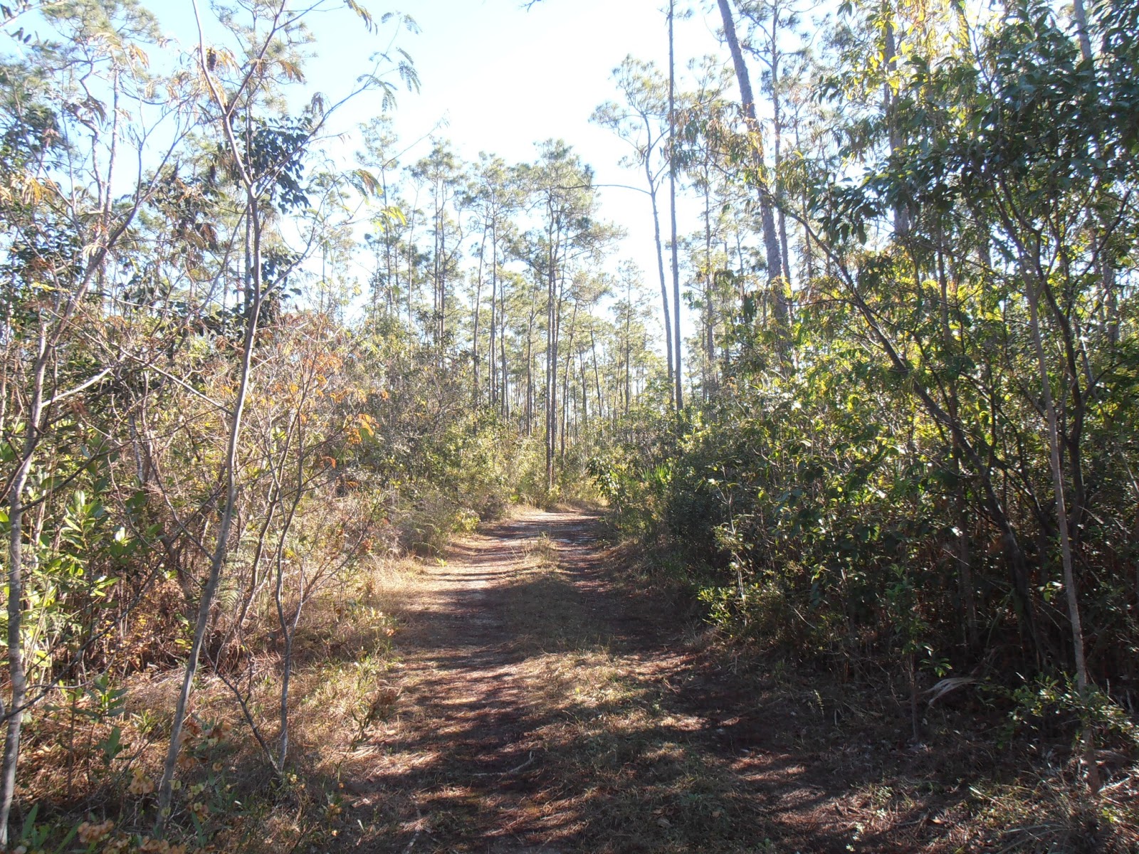 American Travel Journal: Bike Hike Long Pine Key - Everglades National Park