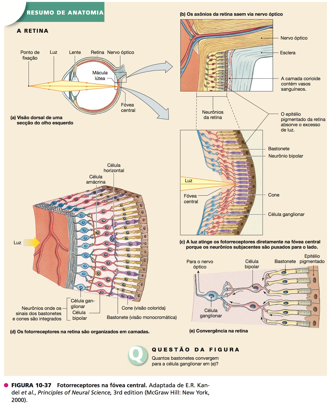 Resumo de anatomia - a retina