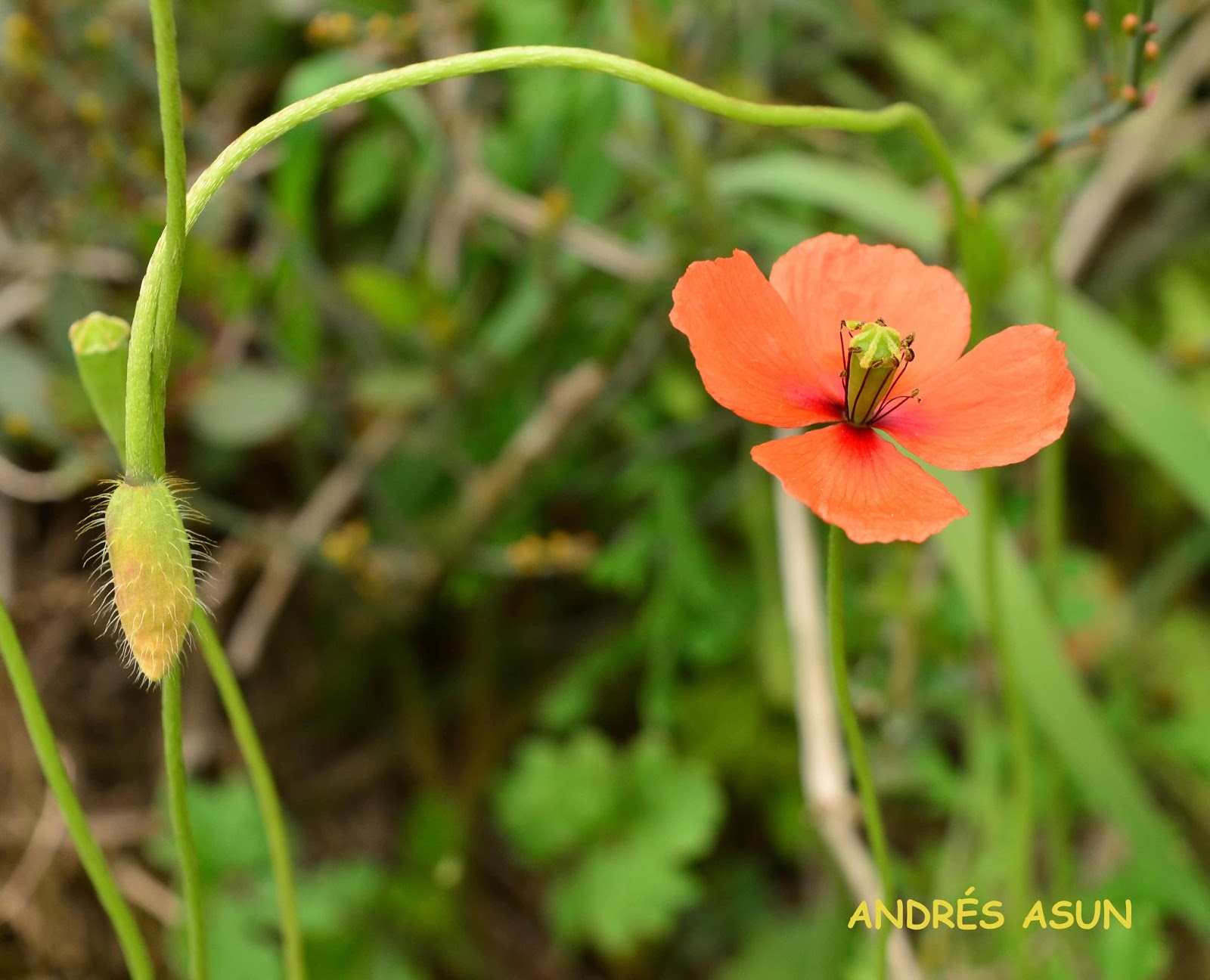 Flores silvestres de la Cordillera Cantábrica: PAPAVERACEAS - Papaveraceae