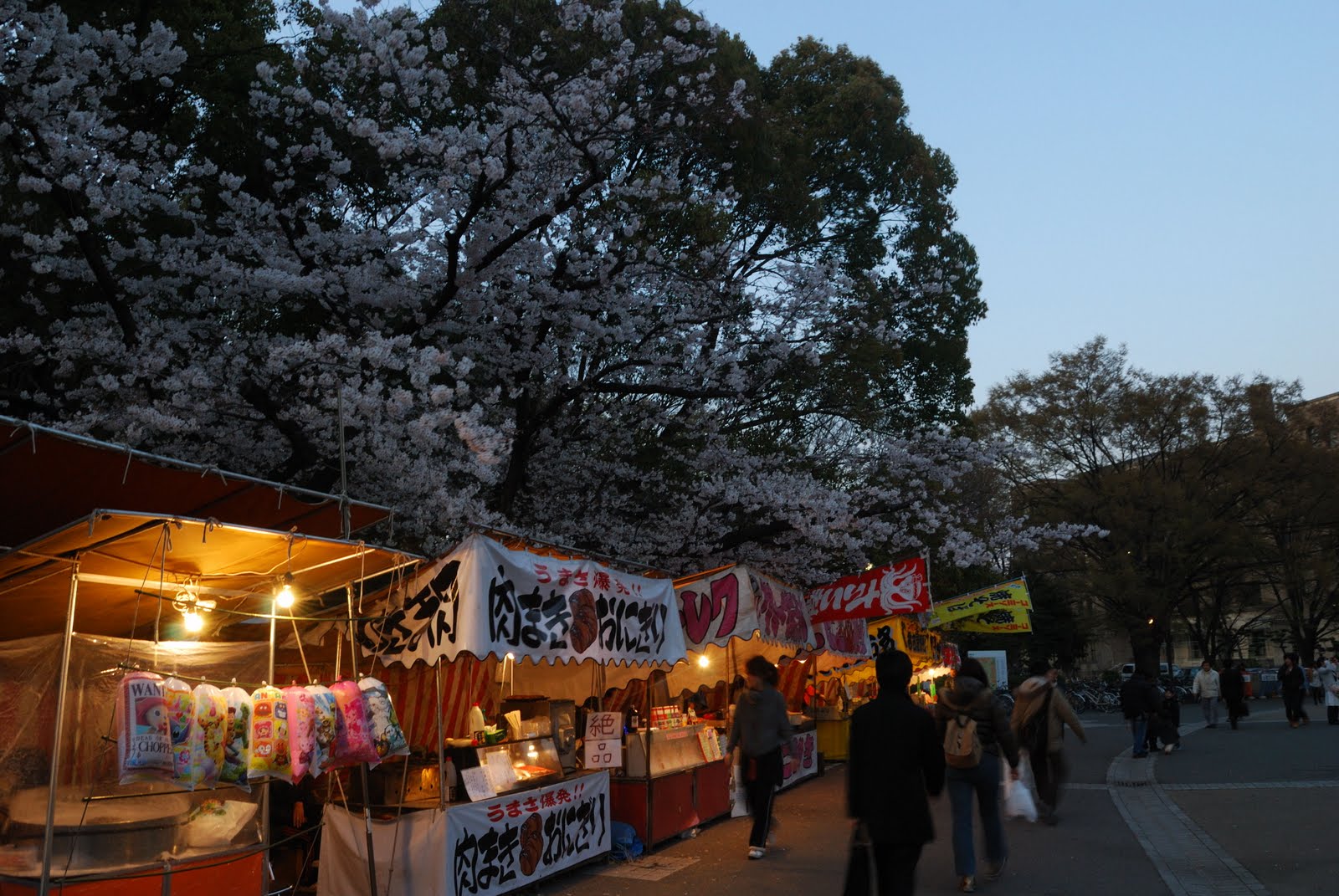 I'm Turning Japanese: Hanami!
