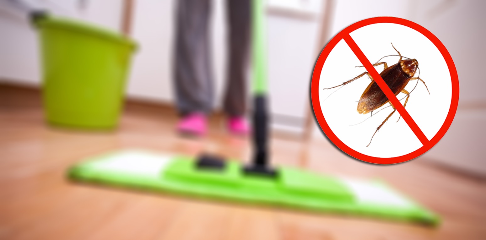 How Advantageous is to Appoint Specialized Cockroach Removal Toronto: