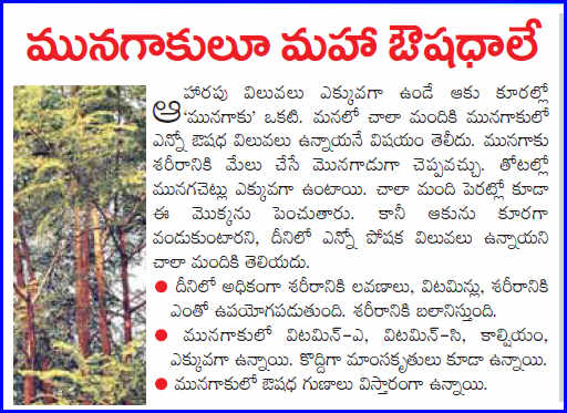 CHODAVARAMNET: GREEN LEAVES OF MUNAGA HAVING SO MANY USEFUL DIET ...