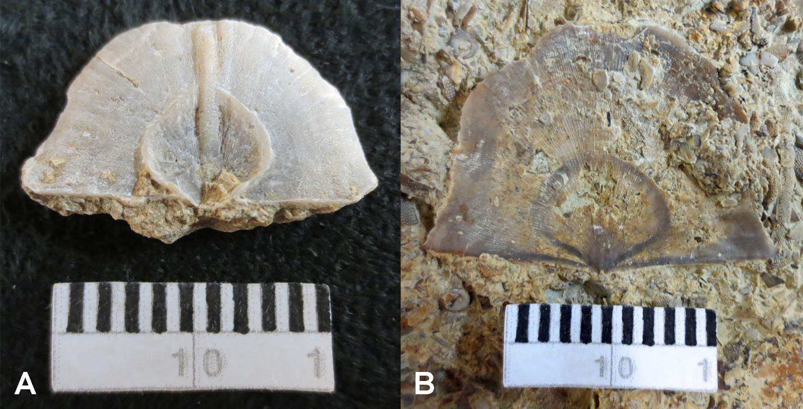Equatorial Minnesota: Big Ordovician brachiopods: Strophomena and friends