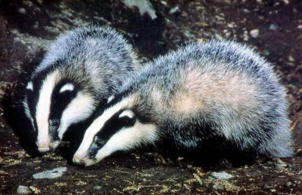 Turismo Abaurrea: El Tejón