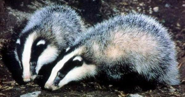 Turismo Abaurrea: El Tejón