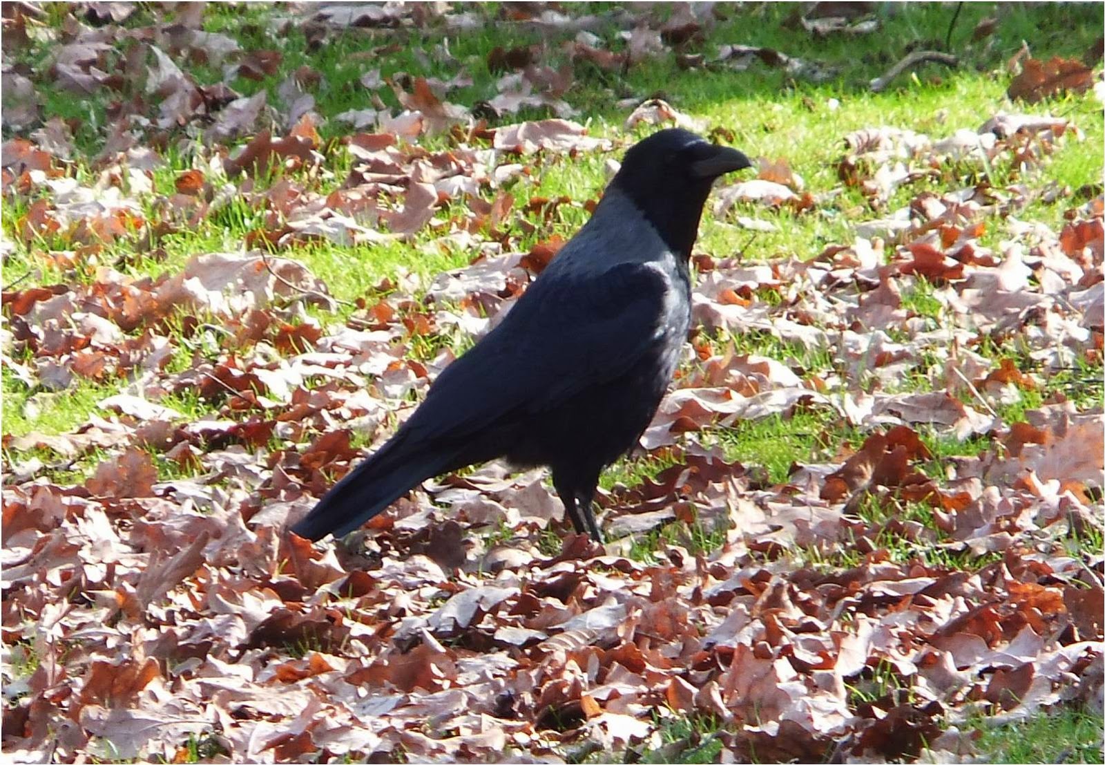 Bird Hybrids: June 2014