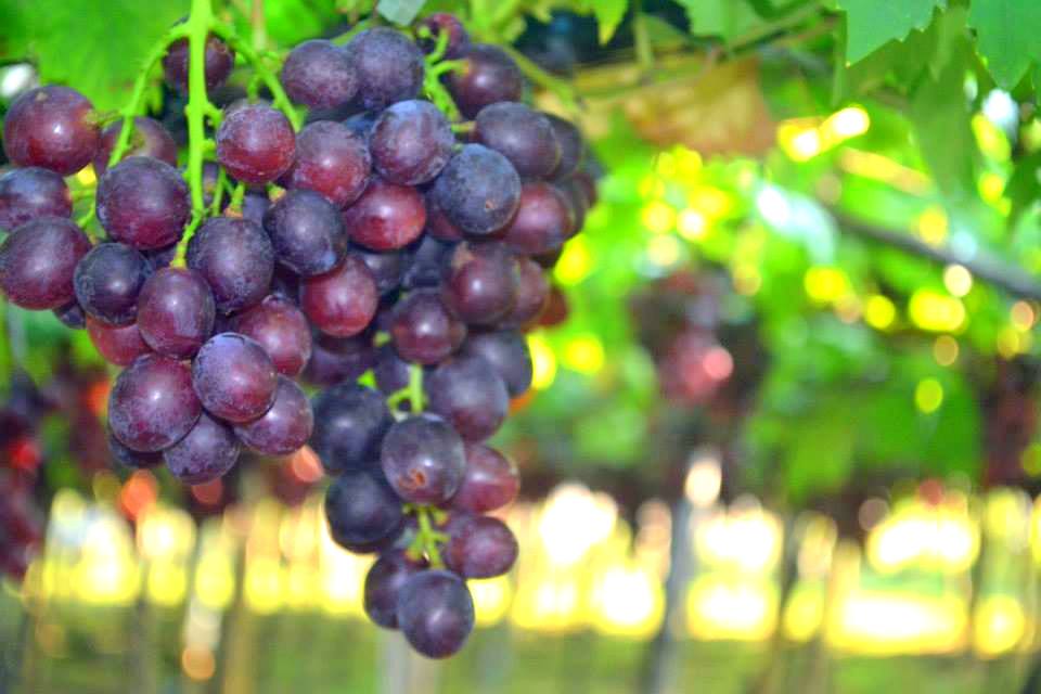 La Union Place: Grapes Farm in La Union