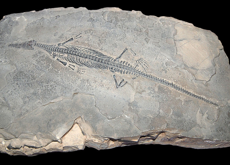 Blog de la Vida Prehistórica: Mesosaurus