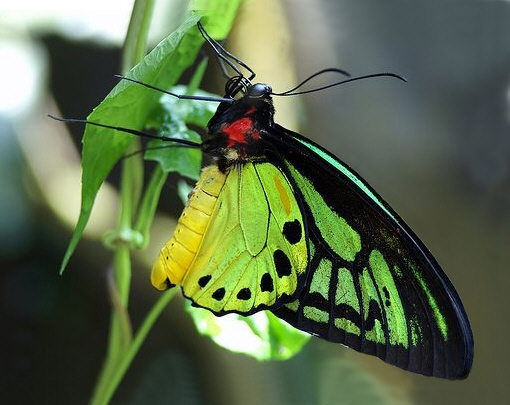 Totul despre fluturi: Ornithoptera Alexandrae