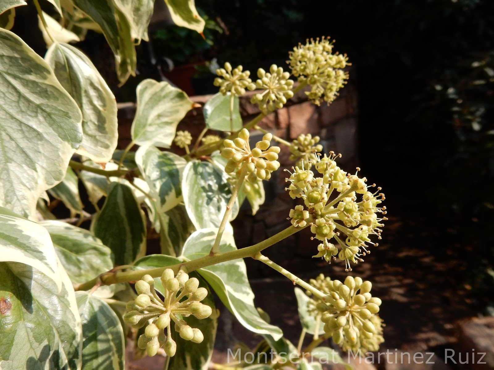 Flor de HIEDRA - BOTÀNIC SERRAT