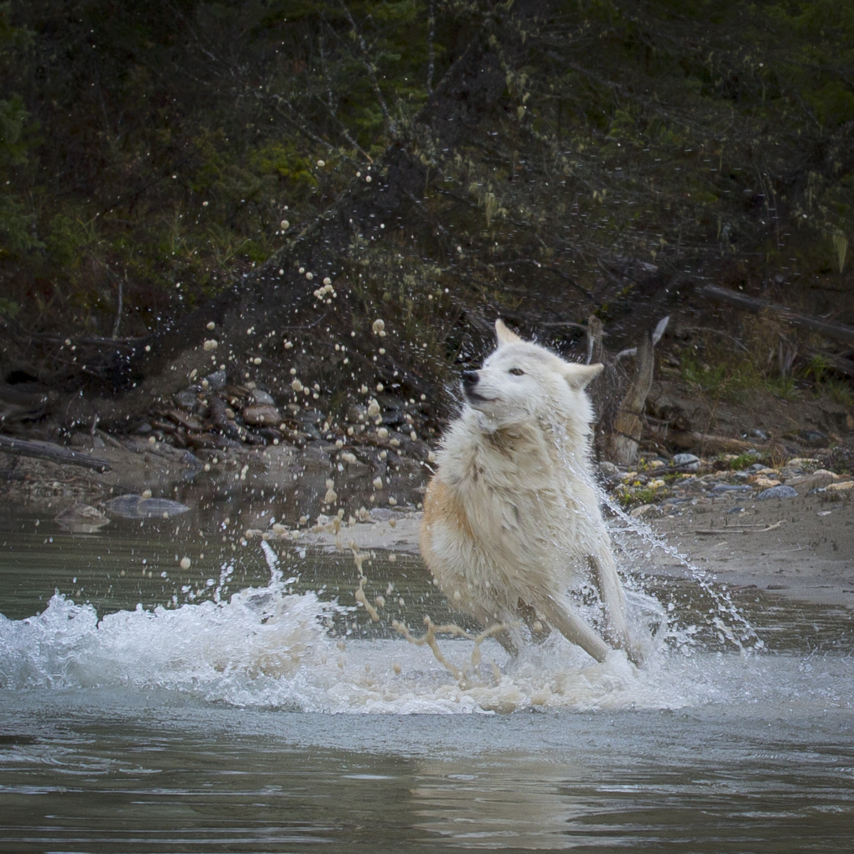 White Mountain Photography News: Fall Wolves