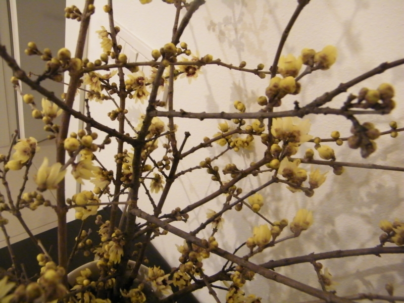 ilfilodelverde: calicantus.. che profumo!