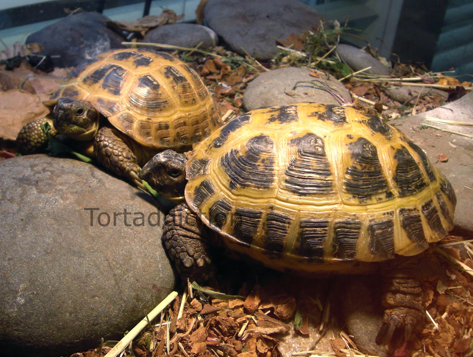 Tortaddiction: Meet the tortoise stars!