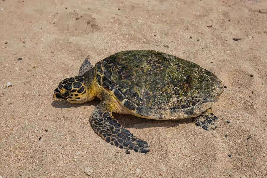 Birds of Saudi Arabia: Hawksbill Turtle – Farasan Kabir Island