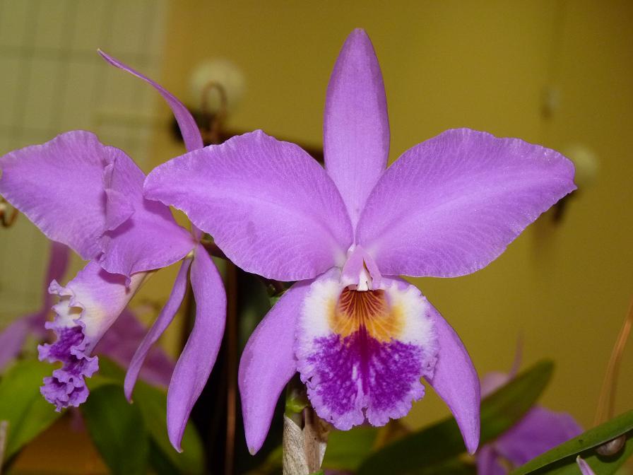 Hellmann Orquídeas: Algumas labiatas deste ano