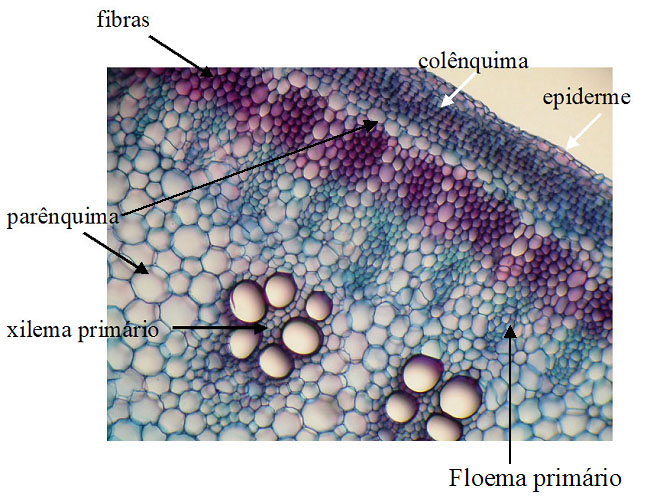 Depósito da Biologia: Atlas de Anatomia Vegetal