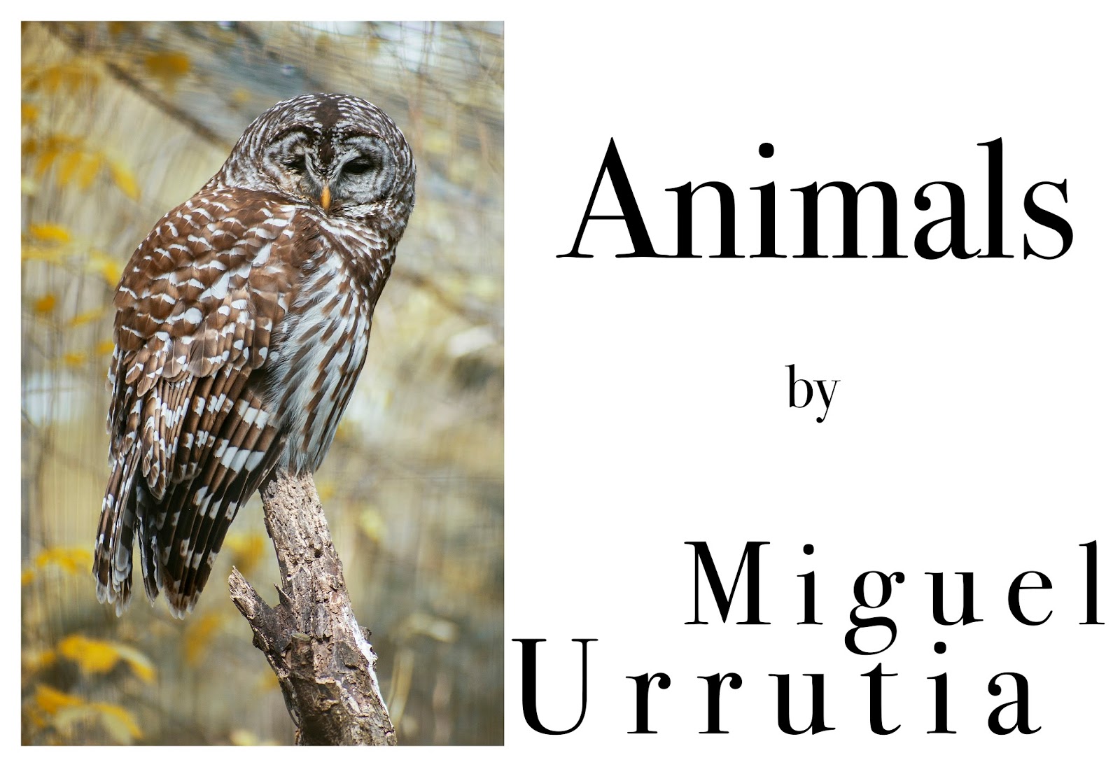 Photographic Approach: Animals