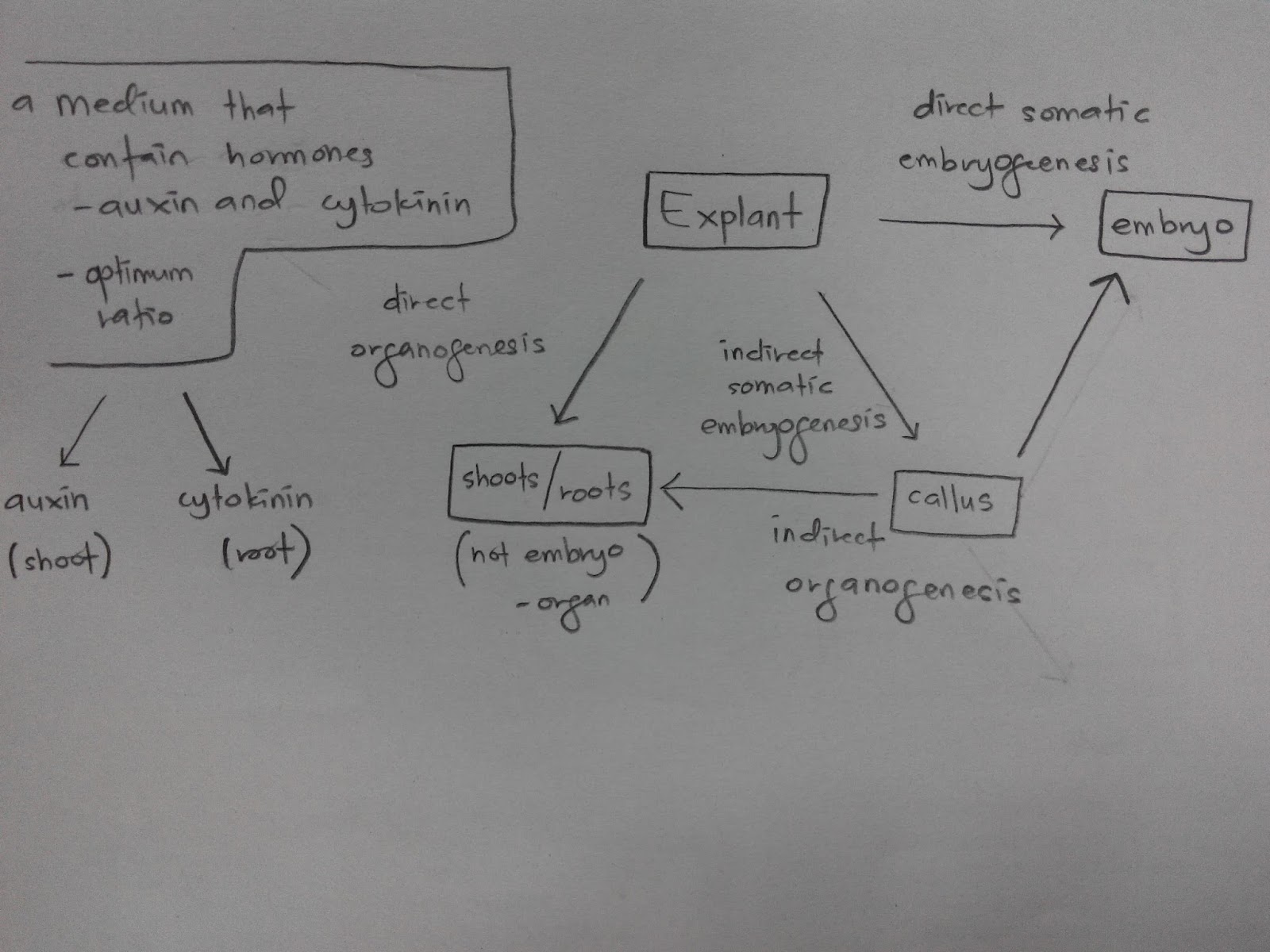 Cell and Development Biology : WEEK 6 - Topic 6: Plant Cell ...