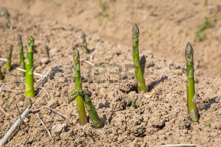 French Vocabulary Illustrated: pousse