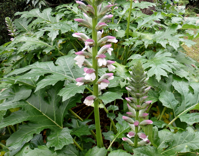 EL ACANTO (Acanthus mollis)