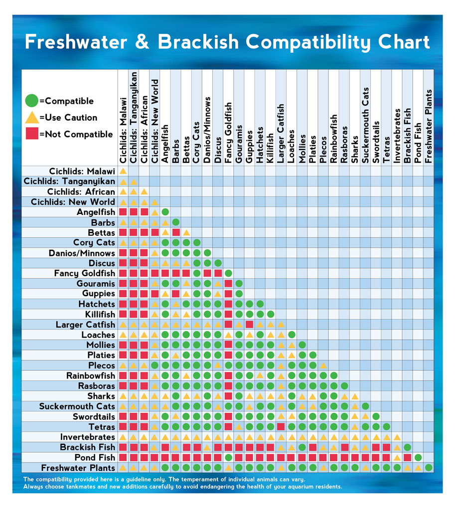 Fish Compatibility Chart - توافق الأسماك - Egy Reef