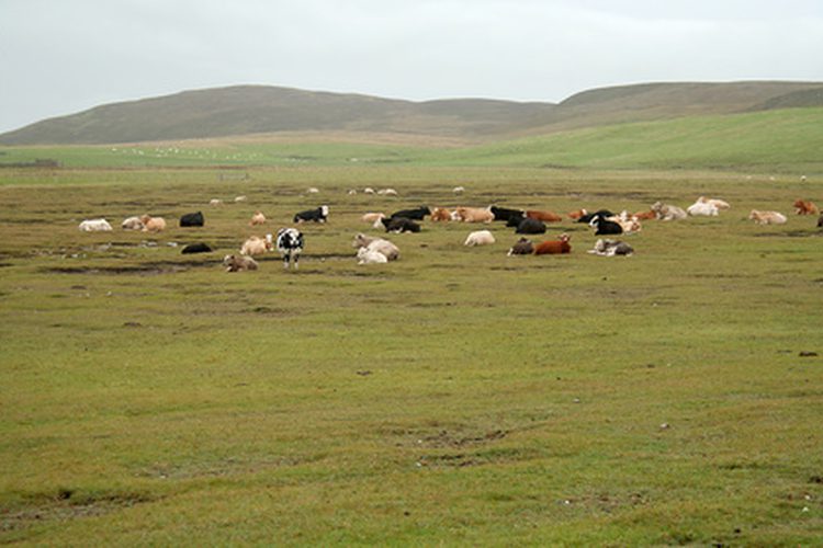 PRADERAS: Tipos de praderas en Colombia