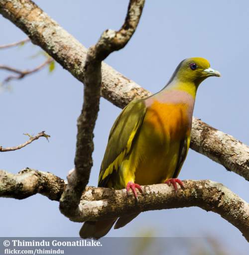 Orange-breasted green pigeon | Birds of India | Bird World
