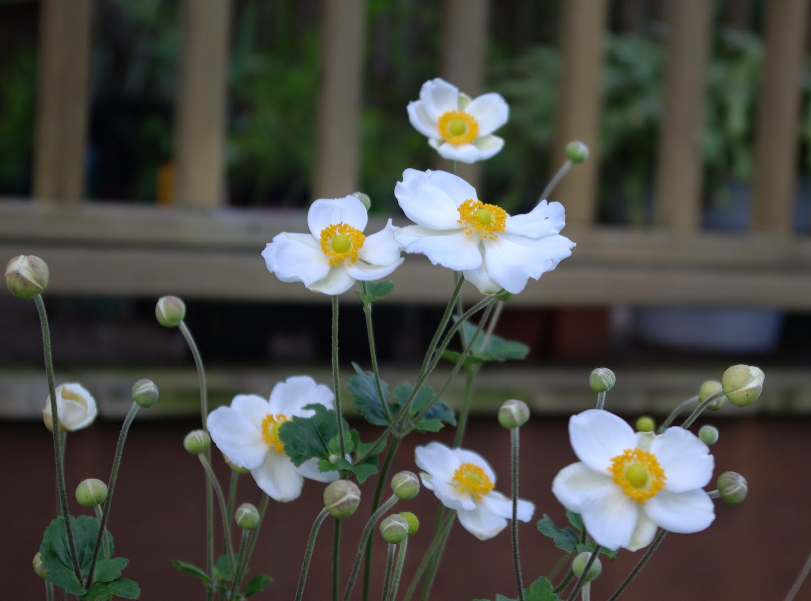 sweetbay: Garden Bloggers' Bloom Day October 2009