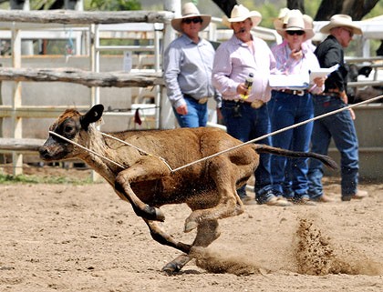 Kommoner: Fact Sheet: Rodeos