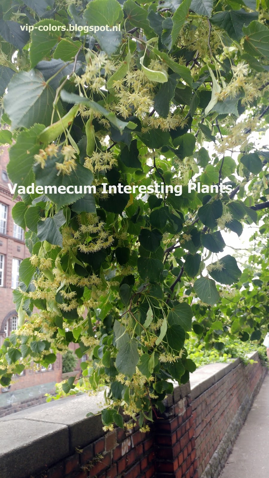 Vademecum Interesting Plants: Tilia cordata - Lipa drobnolistna ...