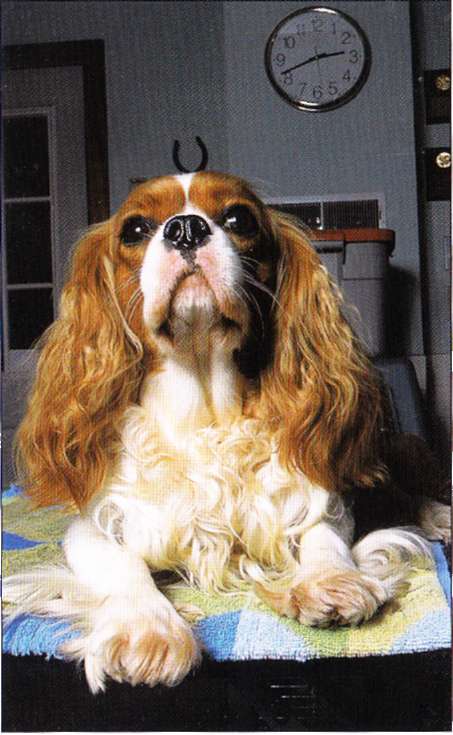 Môj pes Cavalier: Starnúci cavalier