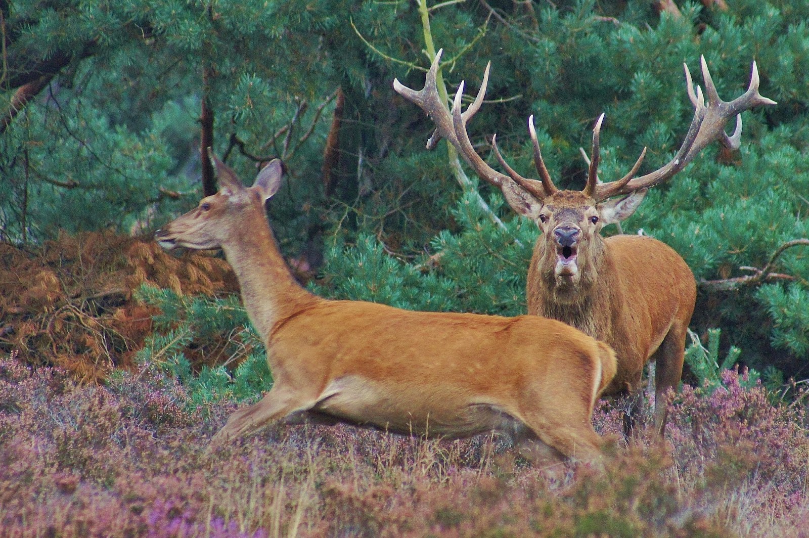 AMSTERDAMSE WATERLEIDINGDUINEN AWD: Vechtende Edelherten