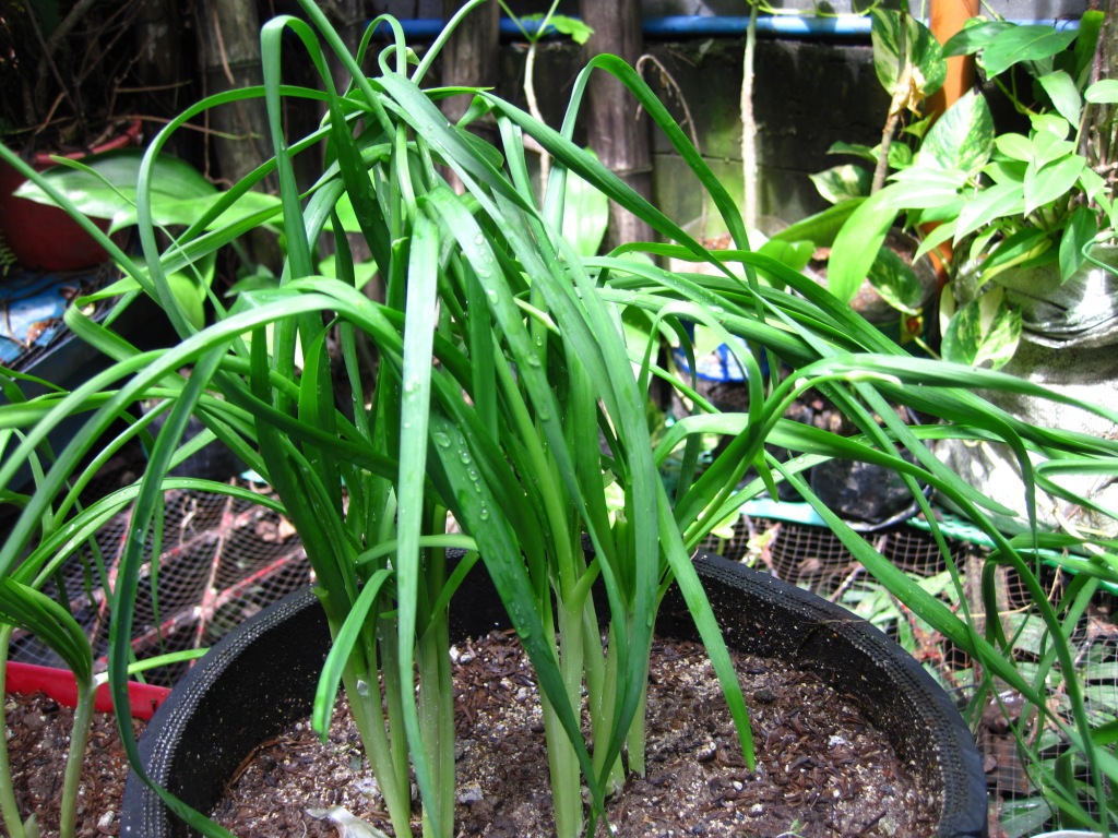 😀 Kutsay leaves. Chinese Leek. 2019-02-24