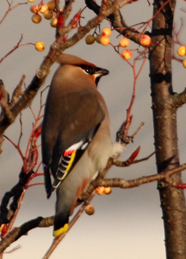 Birding with Flowers: Holiday Waxwings