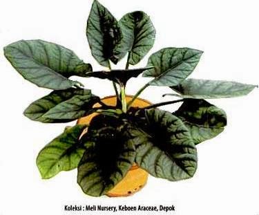 Alocasia reginae | Planet Tanaman