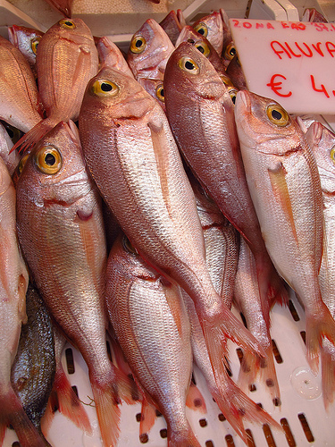 Behind the French Menu: Pageot or Pagre, the fish. Sea Bream, Pandora ...