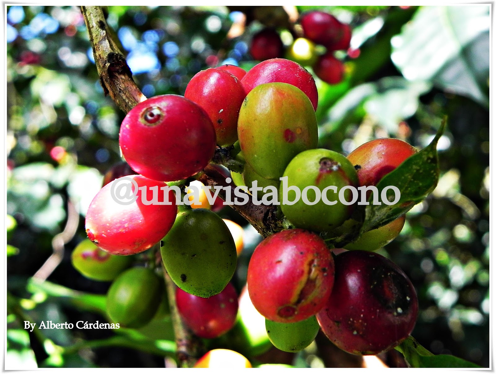 Una Vista a Boconó: Frutos del Café