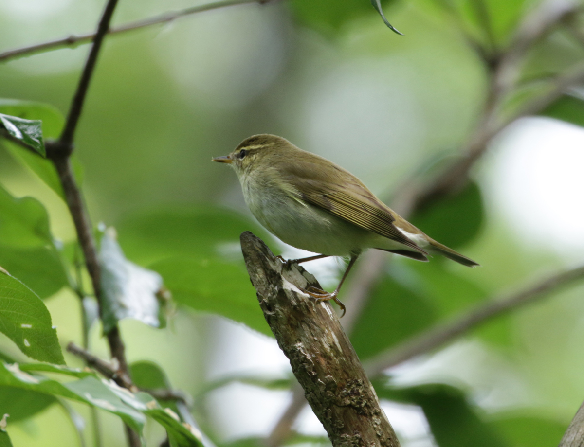 BIRDING - Kyoto, Kansai and Japan: Kamchatka Leaf Warbler