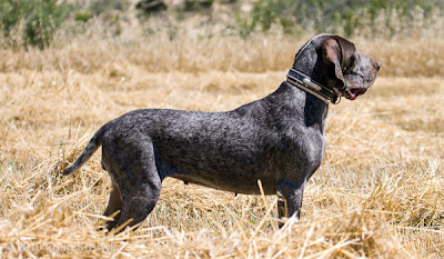 Pointing Dog Blog: Breed of the Week: The Burgos Pointer