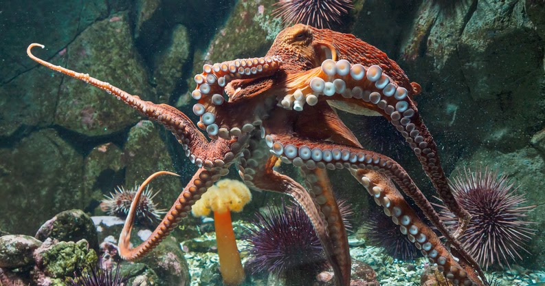 Sarah Johnson: Octopus in a rock pool