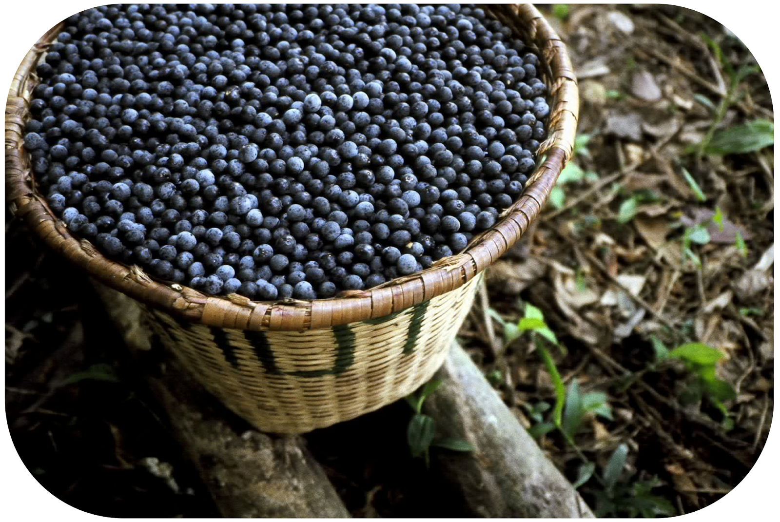 Receta: Bowl de Açaí! / guapa natural