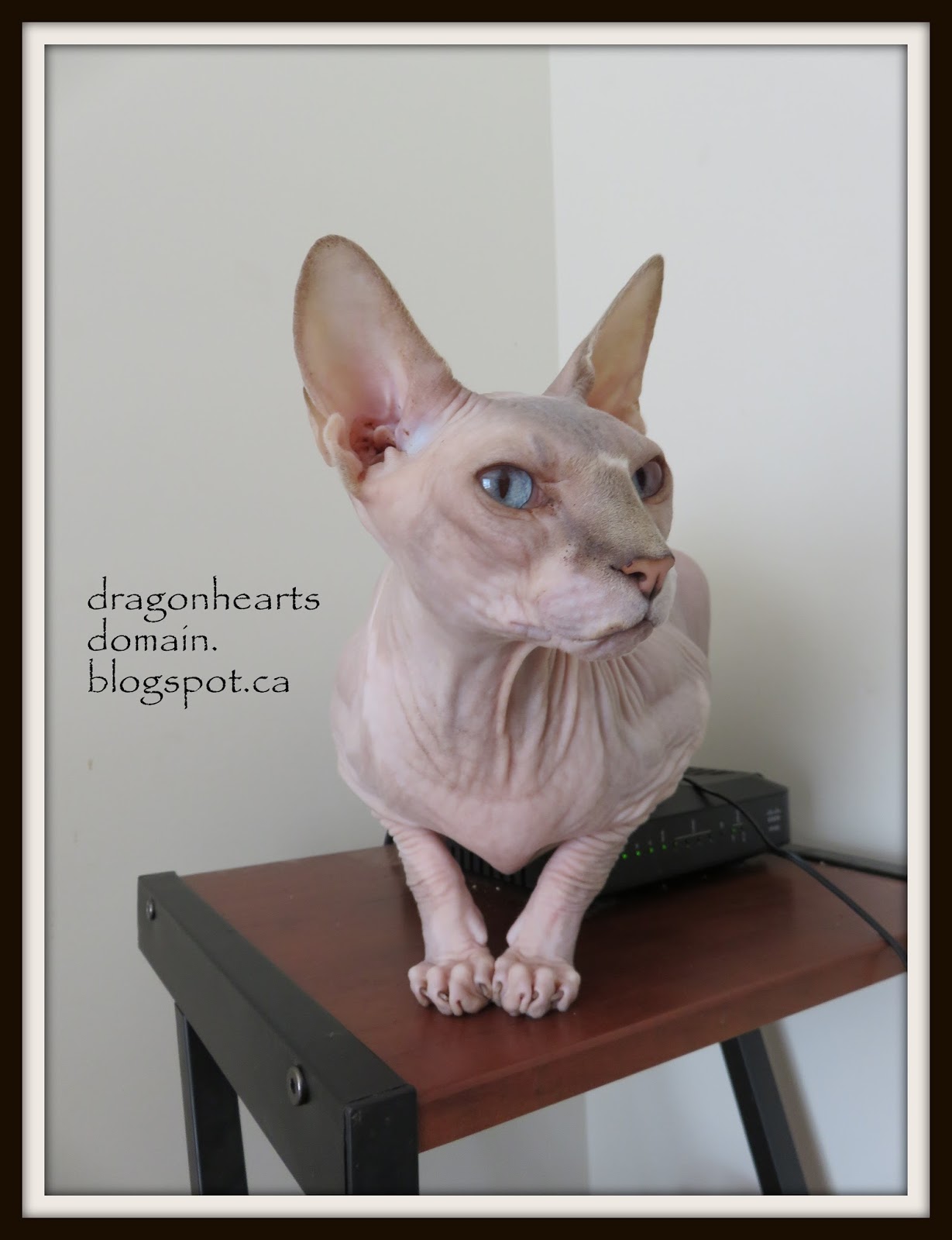 Chat Aux Sphynx: Six Months Since Merlin's Cancer Diagnosis
