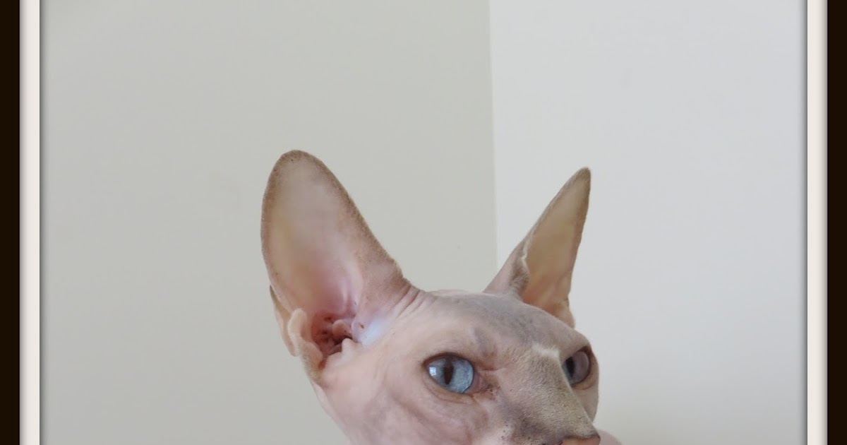 Chat Aux Sphynx: Six Months Since Merlin's Cancer Diagnosis