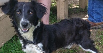 Border Collie Dachshund Mix