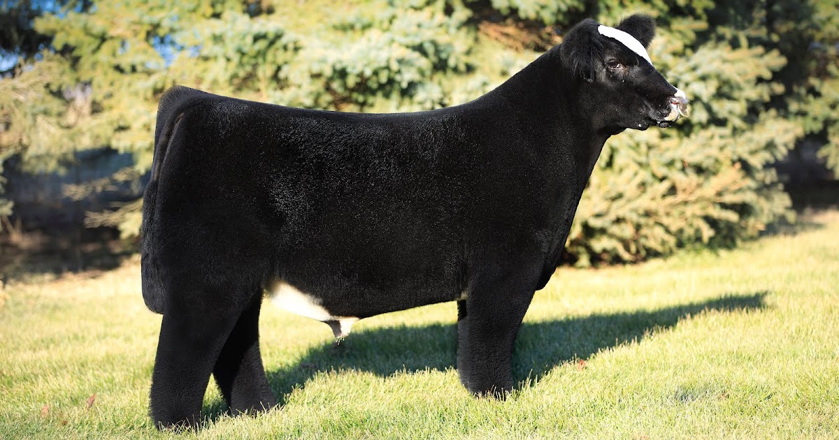 RCC Blog: Rodgers Bulls