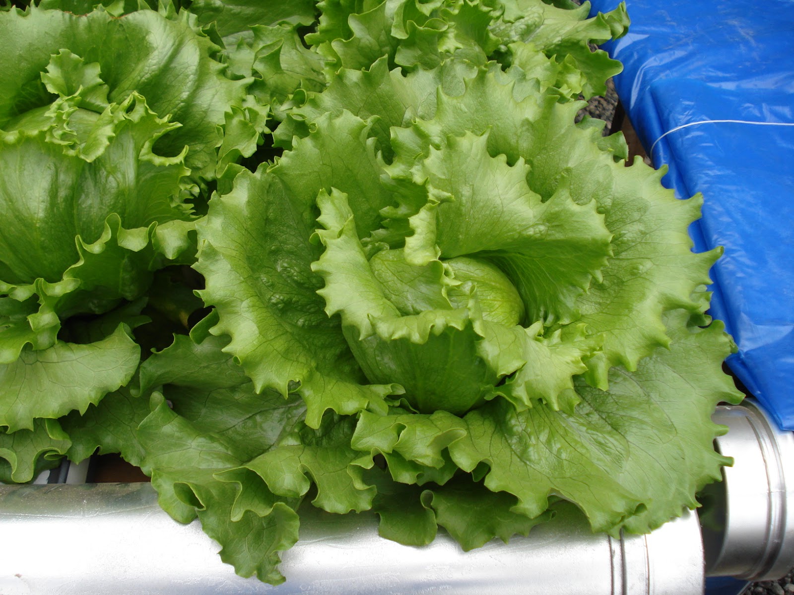 whidroponia: Produtos